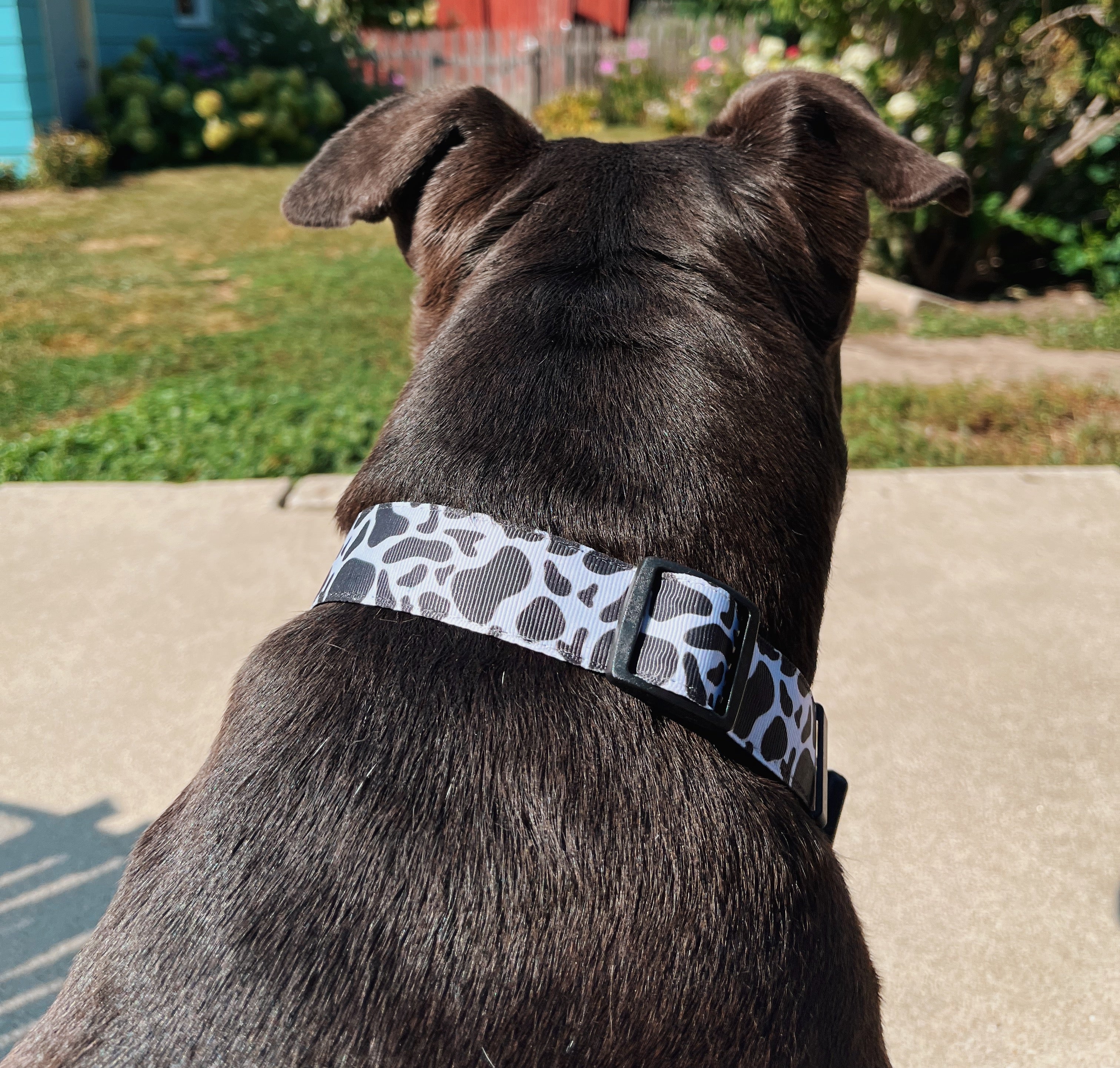 Cow Print - Dog Collar – Chloe Feilmeier
